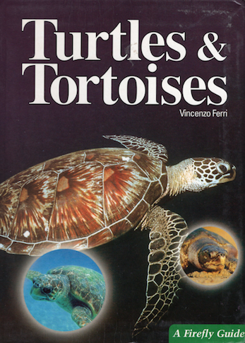 Turtles & Tortoises: A Firefly Guide